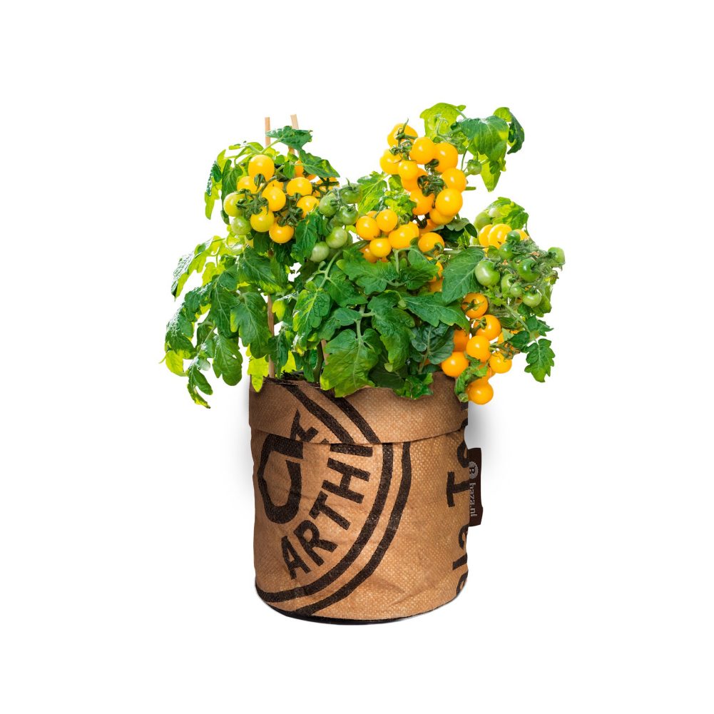 Baza Anzuchtsack Tomate Tumbling Tom gelb online kaufen | INTERSPAR