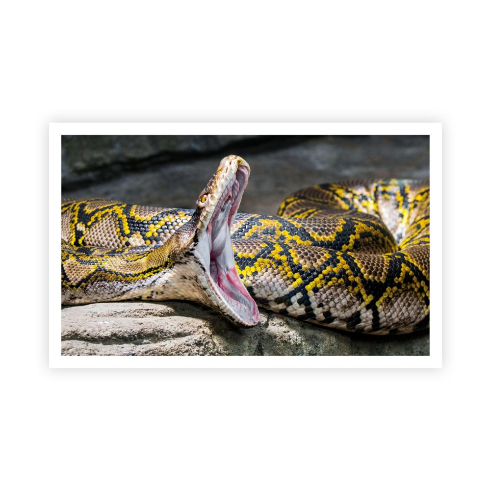 Stickermania 44 Netzpython 2025 1 Stk. online kaufen | INTERSPAR