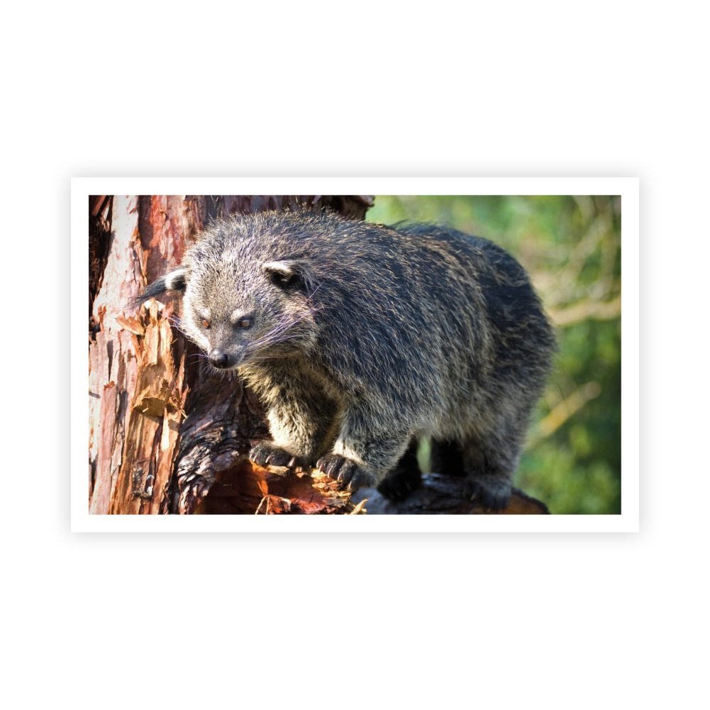 Stickermania 66 Binturong 2025 1 Stk. online kaufen | INTERSPAR